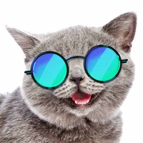 The Chit Chat Cat - Fall 2020 - Action for Animals Maine